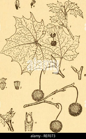 Sycamore Seeds or Fruit and new leaves growing in spring. Harlow Town ...