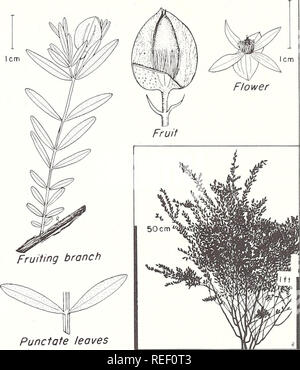St. Andrew's Cross, Hypericum hypericoides Stock Photo - Alamy