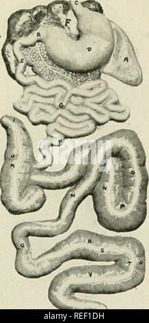 Digestive System Common Diseases