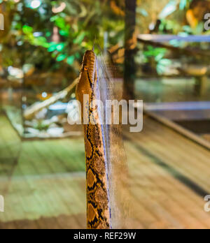 funny animal behavior, a reticulated python climbing up against a glass ...
