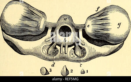 Nervous system of the cuttle fish Stock Photo - Alamy
