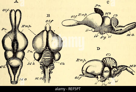 Brain of man. A, B) Cerebral hemispheres, C) Small brain, * Single home ...
