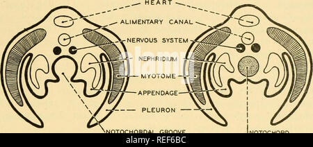 Comparative anatomy of heart in vertebrates diagram Stock Photo - Alamy