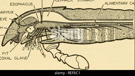 . Comparative anatomy. Anatomy, Comparative. B. BRAIN VENTRICLE ...