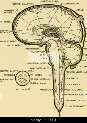 . The biology of the amphibia. Amphibians. THE NERVOUS SYSTEM 361 ...