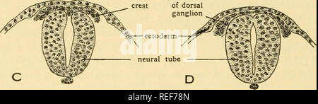 . Comparative anatomy. Anatomy, Comparative. SOMATIC MOTOR NERVE iTIC ...