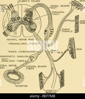 . Comparative anatomy. Anatomy, Comparative. SOMATIC MOTOR NERVE iTIC ...