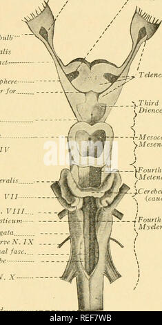 . Comparative anatomy. Anatomy, Comparative. B. BRAIN VENTRICLE ...