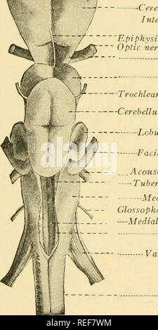 . Comparative anatomy. Anatomy, Comparative. NASAL CONCHA OCCIPITAL ...