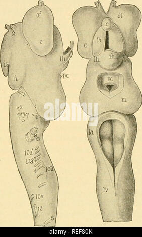 . Comparative anatomy. Anatomy, Comparative. SOMATIC MOTOR NERVE iTIC ...