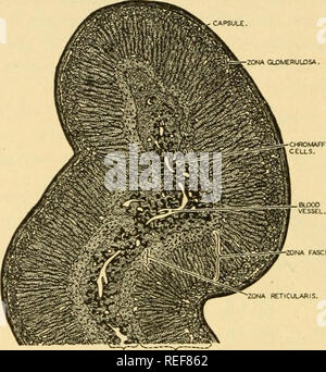 Human adrenal gland cortex and medulla, light micrograph Stock Photo ...