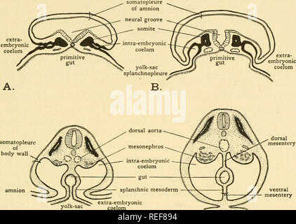 . Comparative anatomy. Anatomy, Comparative. allantoic cavity allantois ...