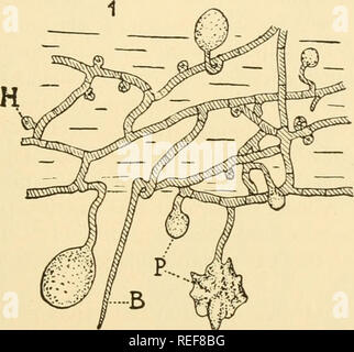 . Comparative morphology of Fungi. Fungi. 134 COMPARATIVE MORPHOLOGY OF ...