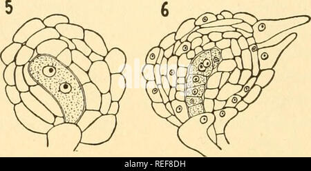 . Comparative morphology of Fungi. Fungi. Fiq. 124.—Sphaerotheca Humuli ...