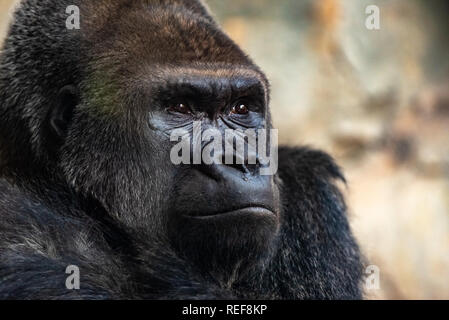 Adult alpha male silverback gorilla resident at port Lympne Reserve ...