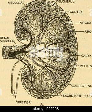Cross Section of Right Kidney Stock Photo - Alamy