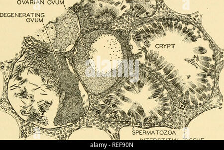 . Comparative anatomy. Anatomy, Comparative. THE UROGENITAL SYSTEM 413 ...