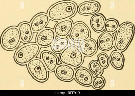 . Comparative morphology of Fungi. Fungi. Fig. 365.—Septobasidium ...