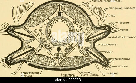 . Comparative anatomy. Anatomy, Comparative. SOLENOCYTES ...DORSAL ...