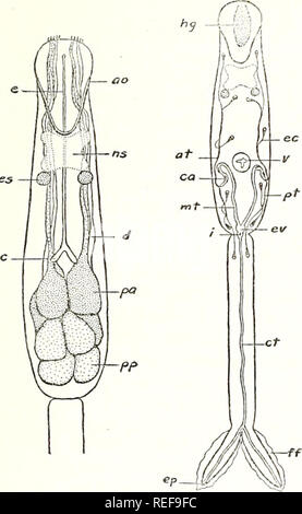 . Comparative studies on furcocercous cercariae. Trematoda. 3091 COMPAR ...