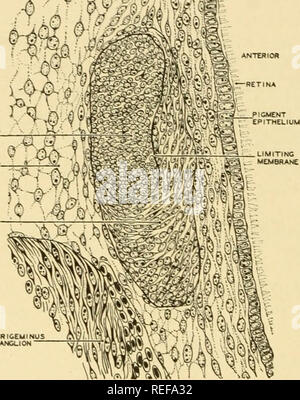 . Comparative anatomy. Anatomy, Comparative. SOMATIC MOTOR NERVE iTIC ...