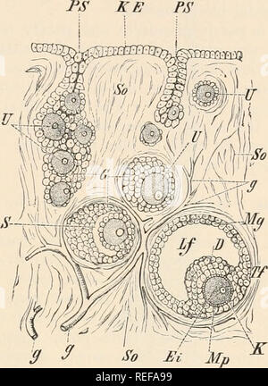 . Comparative anatomy of vertebrates. Anatomy, Comparative; Vertebrates ...