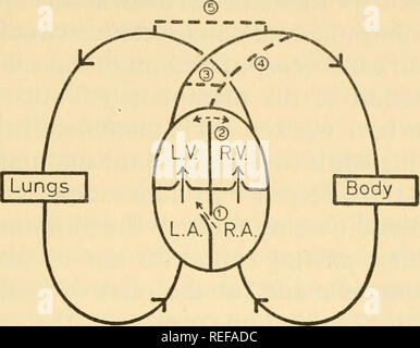 Circulatory system of birds Stock Photo - Alamy