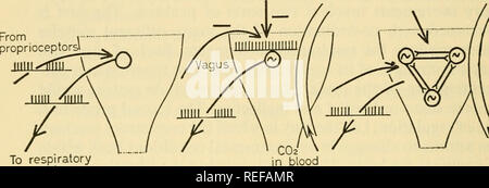 . Comparative physiology of vertebrate respiration. Vertebrates ...