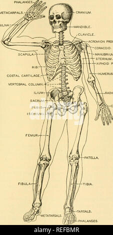 Human Skeleton Xiphoid process Anatomy 3D Illustration Stock Photo - Alamy