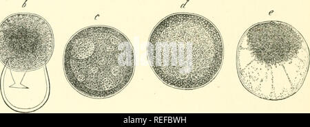 (Protomyces macrosporus) Fungi Stock Photo - Alamy