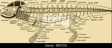 Anatomy of the pig with its bone system Stock Photo - Alamy