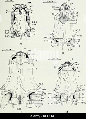 . The comparative osteology and phylogeny of the Anabantoidei ...