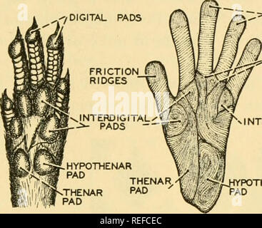. Comparative anatomy. Anatomy, Comparative. FRICTION ::»DIGITAL PADS ...