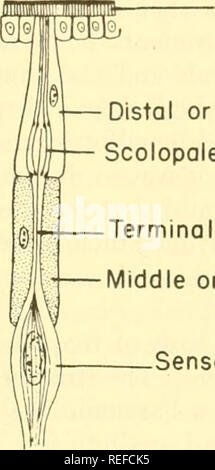 . Comparative animal physiology. Physiology, Comparative; Physiology ...