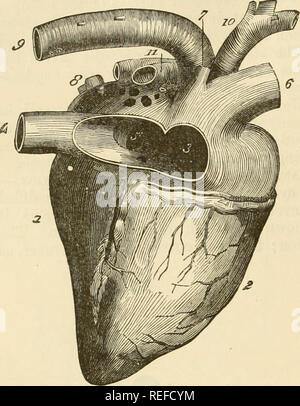 . The anatomy of the domestic animals. Veterinary anatomy. INTERIOR 461 ...