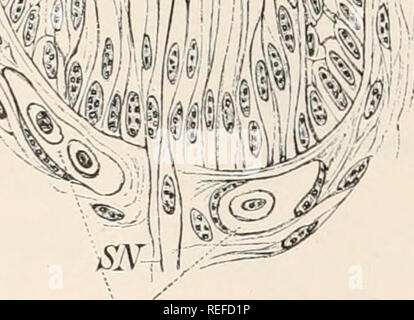 . Comparative anatomy. Anatomy, Comparative. THE SENSE ORGANS 601 also ...