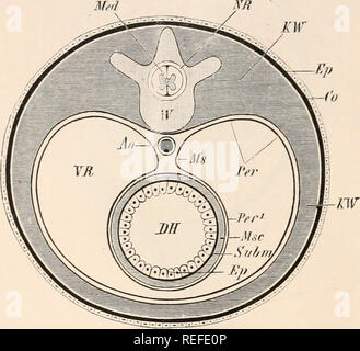 . Comparative anatomy of vertebrates. Anatomy, Comparative; Vertebrates ...