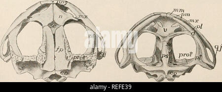 . Comparative anatomy. Anatomy, Comparative. Nasal capsule /Olfactory ...