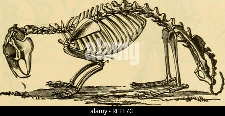 Anatomy of the pig with its bone system Stock Photo - Alamy