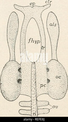 . Comparative anatomy of vertebrates. Anatomy, Comparative; Vertebrates ...