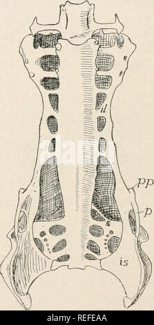 Vertebra of a bird with saddle shaped articular face Stock Photo - Alamy