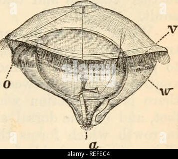 . Comparative anatomy and physiology. Chap. XIV.] TADPOLES. clefts, we ...