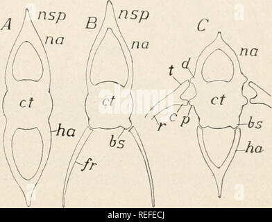 . Comparative anatomy of vertebrates. Anatomy, Comparative; Vertebrates ...