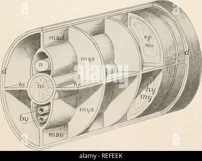 . Comparative anatomy. Anatomy, Comparative. NIPPLE EPIDERMIS ^i J ...