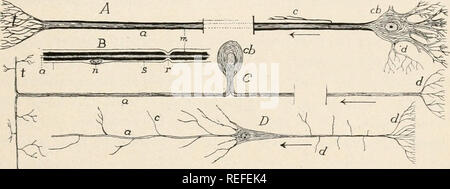 Anatomy of a nerve cell connected to other nerve cells Stock Photo - Alamy
