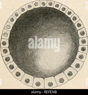 . Comparative anatomy. Anatomy, Comparative. GASTRULATION IN FORM WITH ...