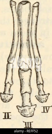 . Comparative anatomy and physiology. connected with the lateral digits ...