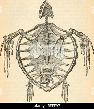 Vertebral Column Of Turtle