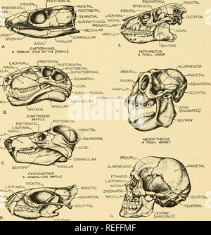 Human skull bones anatomy diagram illustration Stock Photo - Alamy
