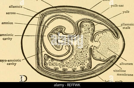 Extra-embryonic membranes of the chick Stock Photo - Alamy